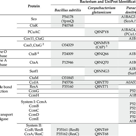 Scheme Of Cytochrome C Oxidase Biosynthesis In Bacteria And The Roles