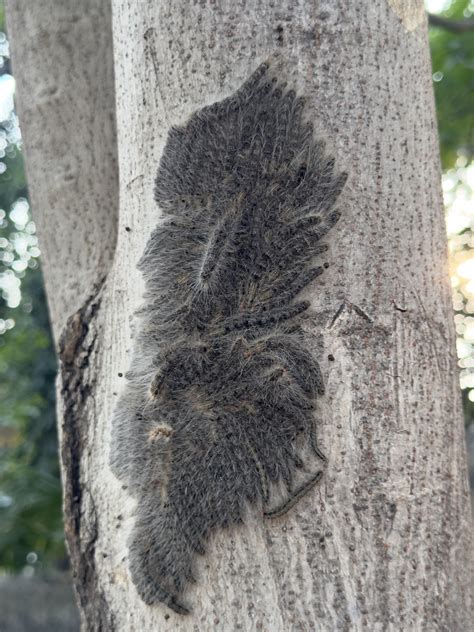 I Found These Black Wooly Bear Caterpillars Hugging Each Other On A