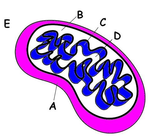 Biology Mitochandria Diagram Quizlet