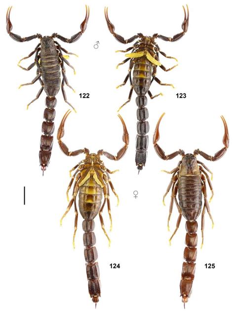 A Review Of Androctonus Of Iran With Redescription Of A Crassicauda