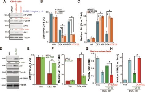 Akt Activation Mediates Fgf23 Induced Osteoblast Cytoprotection Against