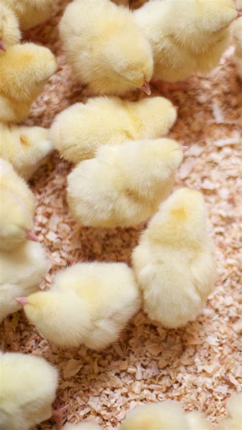Poultry Management फायदेशीर ब्रॉयलर कुक्कुटपालनासाठी अशी करा