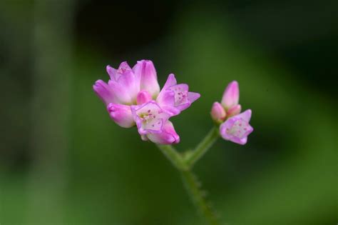 Persicaria Senticosa P Thunbergii Flickr
