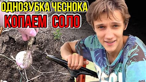 Как вырастить СОЛО ложную однозубку чеснока Youtube