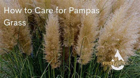 How To Care For Pampas Grass Firstfruits Landscaping
