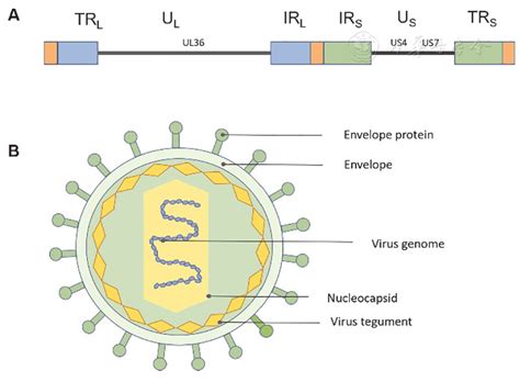 Herpes Virus Structure