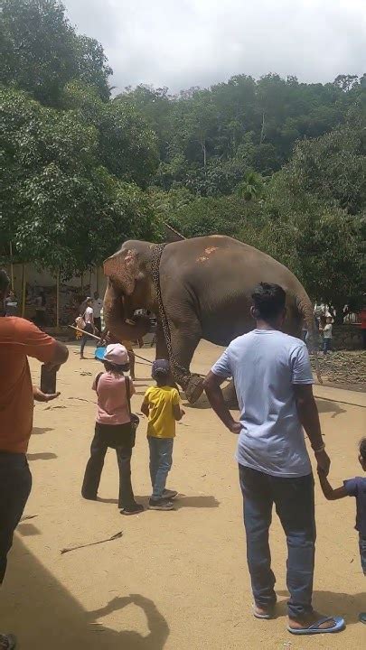 පව් තුවාල වෙලා වගේ Youtube