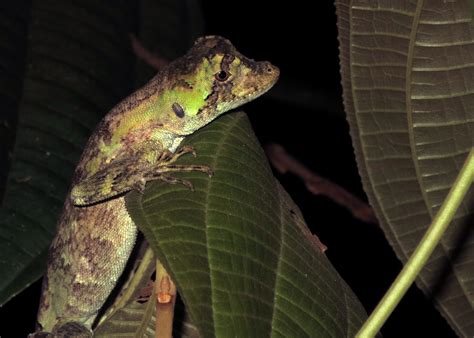 Anole Photographs Anole Annals