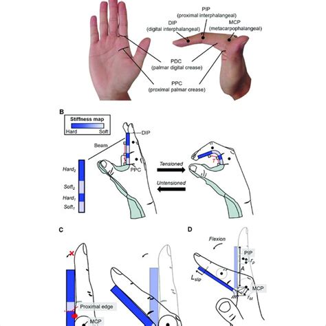Geometric Constraints Of The Beam To Enable Passive Extension And