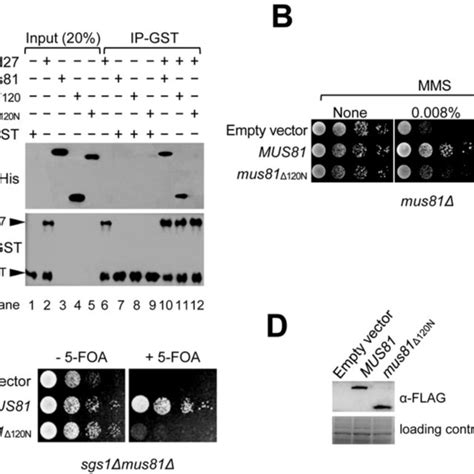 The N Terminal 120 Aa Region Of Mus81 Is Required For Rad27 Mediated