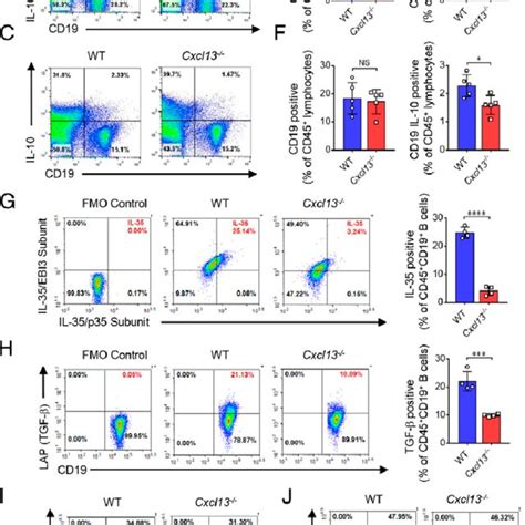 Cxcl13 Deficiency Reduced The Infiltration Of Regulatory B Cells Into