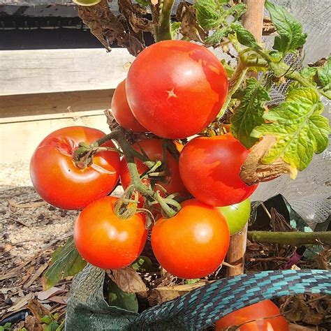 Micro Tomato Tiny Totem Buy Online At Seeds Of Plenty Seeds Of Plenty