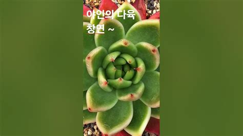 창연 물듬이 곱다고와 곱네요 꿀잠요 ~ 파종이 실생 다육 다유기 다육이 다육식물 반려식물 다육판매 다육이판매 다육이키우기 다육인스타그램 매혹이 청주