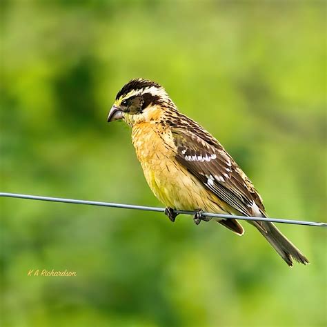 Female Black Headed Grosbeak 02 Black Headed Grosbeak Ph Flickr