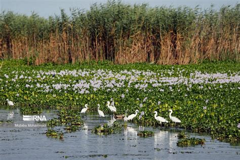 لاله های تالاب انزلی خزرنما