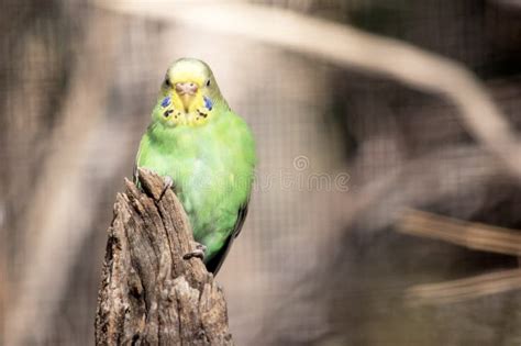 The Parakeet Is On A Dead Log Stock Image Image Of Green Budgerigar
