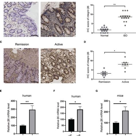 Integrin β6 Expression Became Elevated In Ibd And Was Associated With Download Scientific