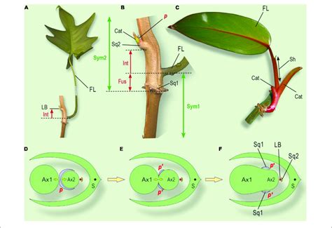 The Position Of The Lateral Bud And Leaf Series Of A Shoot Grown