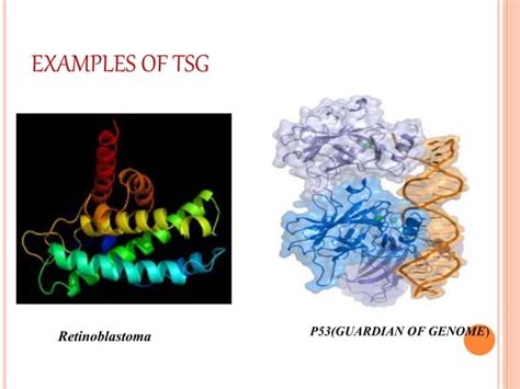 Tumor Suppressor Gene Prb P53 Ppt Genetics Science