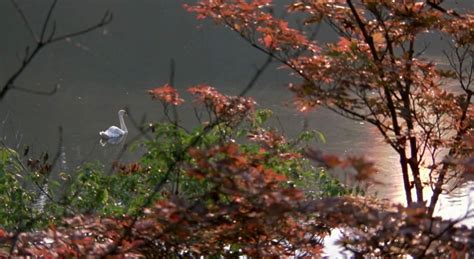 Cult Film Freak Reviving Woody Allens A Midsummer Nights Edy