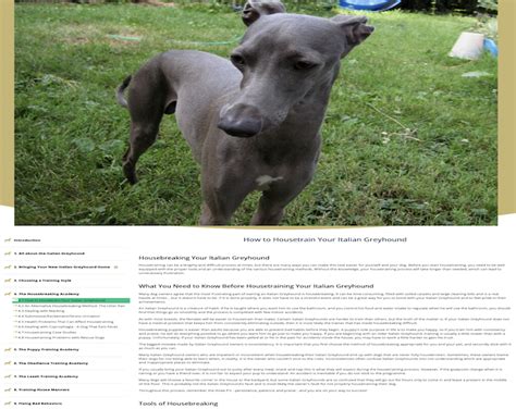 Italian Greyhound Training Learn All About Training Italian Greyhounds