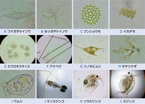 井の頭公園の生き物たち第35回プランクトン 株式会社文伸 ぶんしん出版