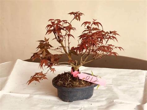 紅楓扦插繁殖的5個注意事項扦插基質選擇河沙搭配黃泥土效果好 每日頭條