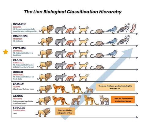 Biological Classification Phylum Bigcatswildcats