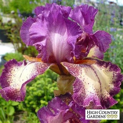 Lvsanw Women Two Piec Set Print Deep V Neck Colorblock Lantern Sleeve Bearded Iris High