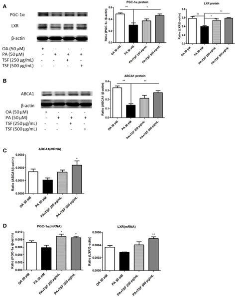 Tangshen Formula Attenuates Diabetic Nephropathy By Promoting Abca1