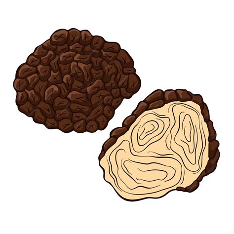 Premium Vector Black Truffle Wild Mushrooms In Cartoon Style Delicacy