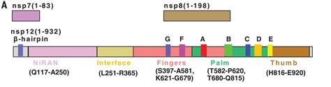 Rdrp Sars Cov 2 Homogeneous Assay Creative Biostructure Coronavirus