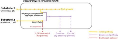 使用工程酿酒酵母生物合成 L 岩藻糖和 L 岩藻糖 Process Biochemistry X Mol