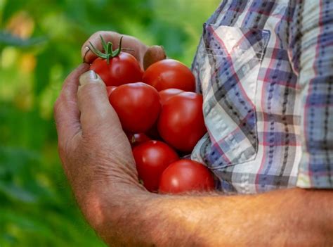 Semis De Tomates Quand Et Comment Bien Les Semer