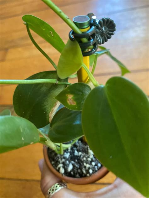 Help Whats Happening To Her Rhouseplants