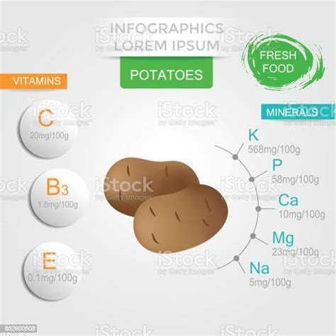 골 수 비타민과 미네랄 건강 한 감자 Infographics 다이어트 에코 음식 채식과 영양 개념의 혜택에 대 한 품질 벡터