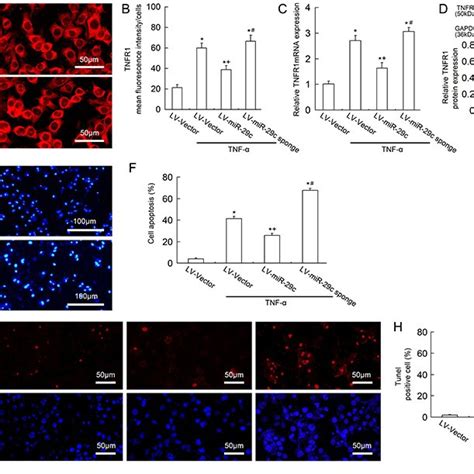 Mir 29c Overexpression Protects Ht22 Cells From Tnf α Induced Injury