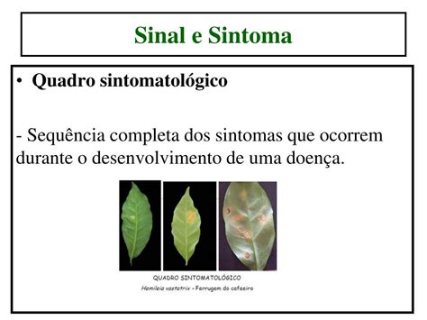 Ppt ClassificaÇÃo De DoenÇas De Plantas Powerpoint Presentation Free