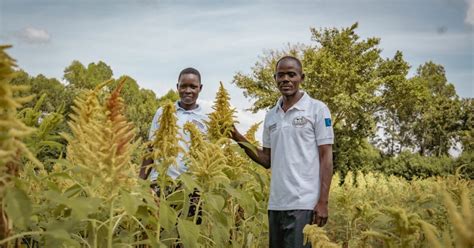 Ripple Effect From Weeds To Food To Money Amaranth Transforming