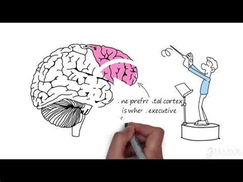 Prefrontal Cortex Mitchell Chiropractic Healing Center