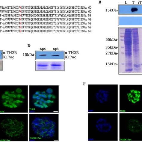 Common Post Translational Modifications Identified Across Both