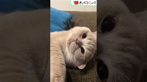 動画これにゃんだまいどなニュース