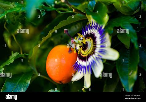 Passiflora Caerulea The Blue Passionflower Bluecrown Passionflower Or