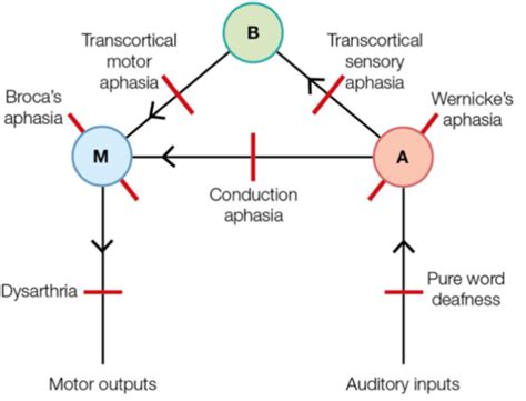 Relation Between Aphasia And Arcuate Fasciculus In Chronic Biological