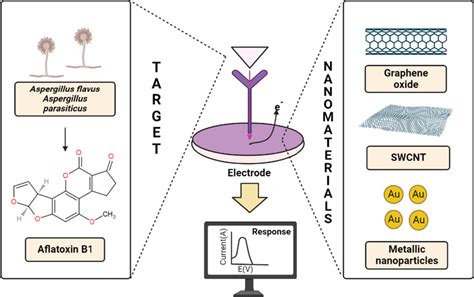 Diagrammatic Illustration Of Use Of Biosensors In Fungal Detection