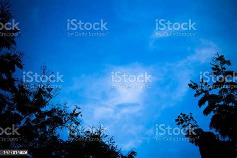 夕暮れ時の青い空の背景に木のシルエット Horizonのストックフォトや画像を多数ご用意 Horizon カラー画像 人物なし