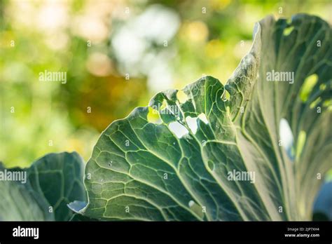 A Leaf Of A Growing White Cabbage Is Infested With Whiteflies Close Up