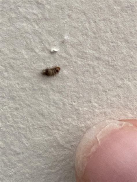 What Bug Is This I Found It On My Bed Sheets And Dont Know If I