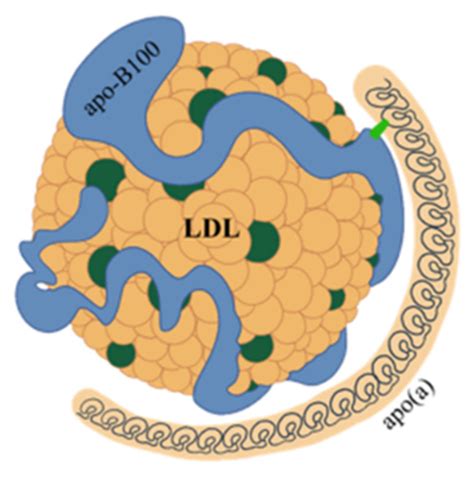 Structure Of Lipoproteina Lipoproteina Consists Of A Very