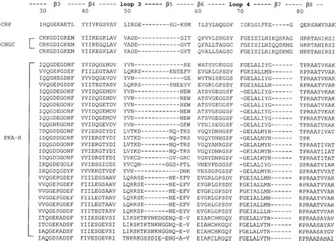 Amino Acid Sequence Alignment Of Crp And Other Cyclic Nucleotide